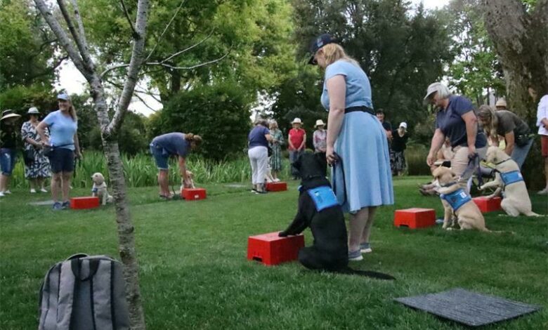 Become a puppy raiser for the Guide-Dogs Association | Randfontein Herald