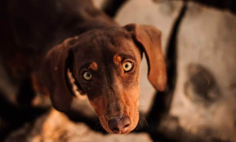 Help find Saskia the missing Dachshund