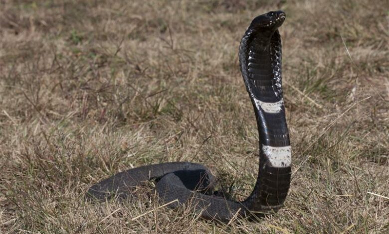 Are snakes taking over? Here's what to do ...