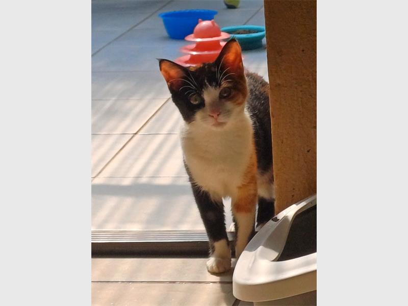 Several cats up for adoption at Cast Aways | Randfontein Herald