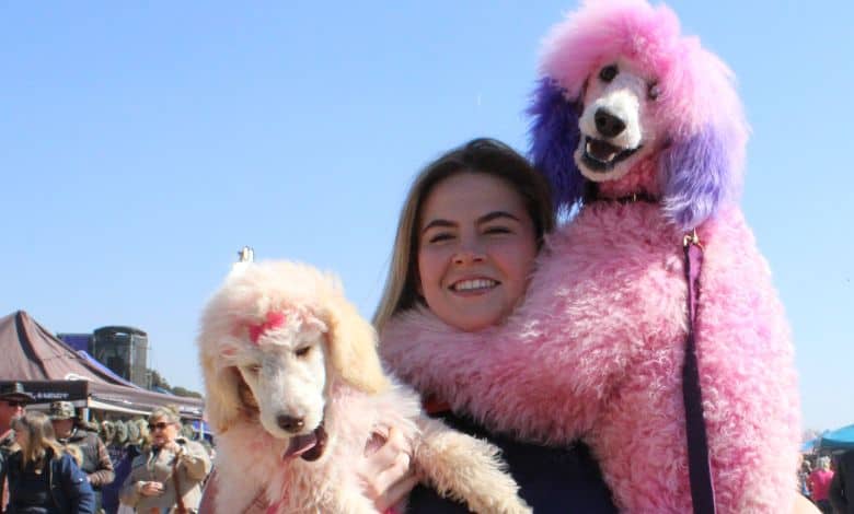 Van kos tot kuier: Sionspoort se Vleisfees lok groot skare