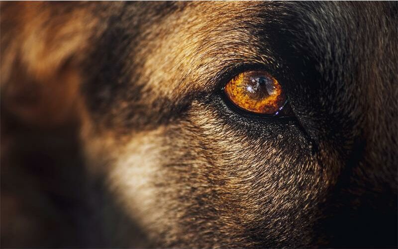 Why do pets go missing when routines change?