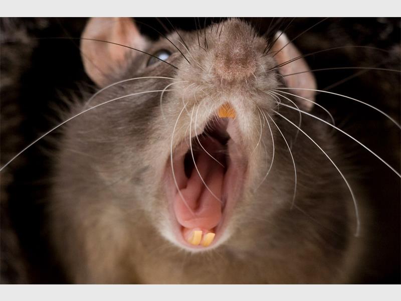 Patients have to 'run for cover' as rats fight about food at Tembisa ...