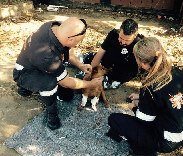 Emer-G-Med paramedics save puppy that was run over | Kempton Express
