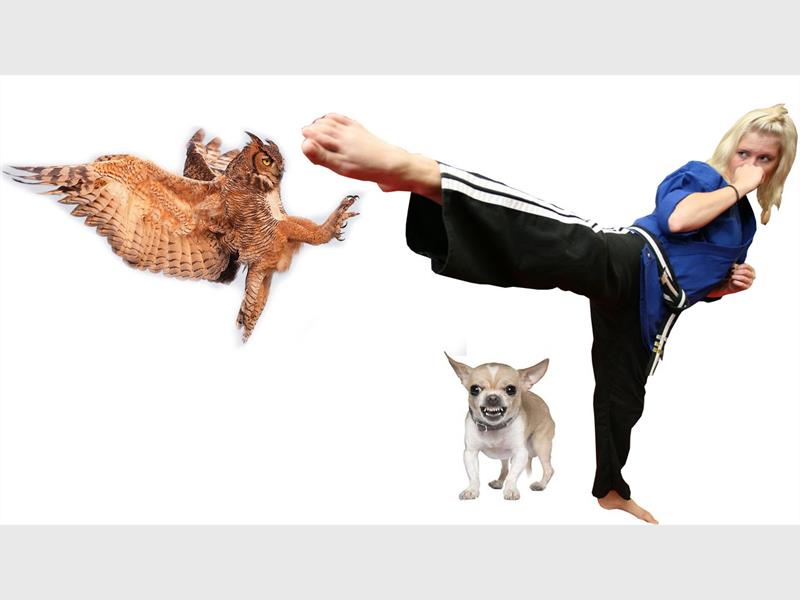 Wat gemaak as hond vir uile blaf? | Kempton Express