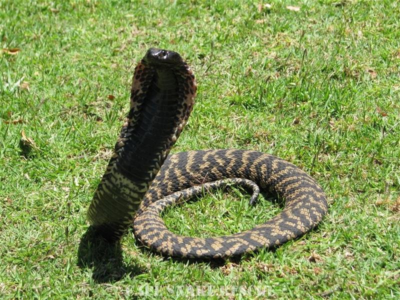 Stay alert - it is snake season | Kempton Express
