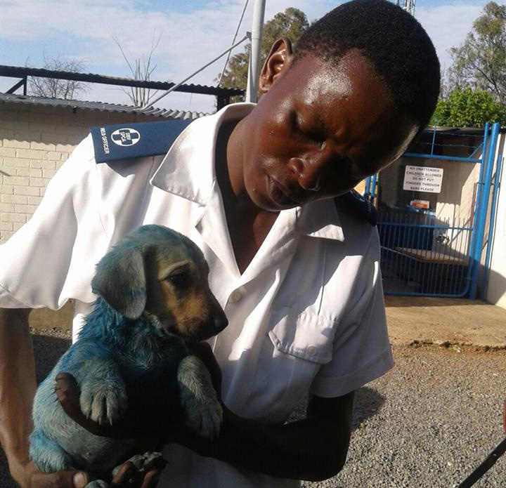 NATIONAL: 'Blue' puppy rescued by SPCA in Daveyton | Kempton Express