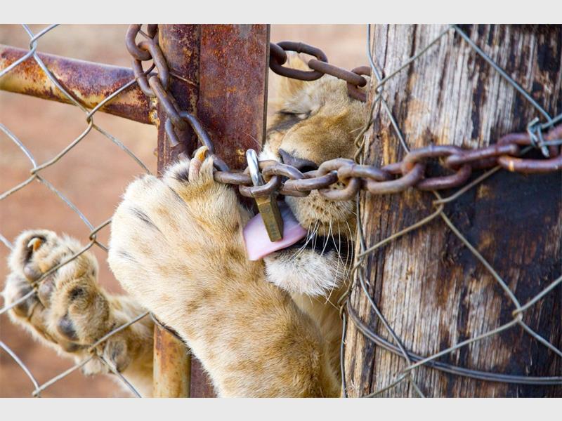VIDEO: The truth about captive lions and their welfare | Kempton Express