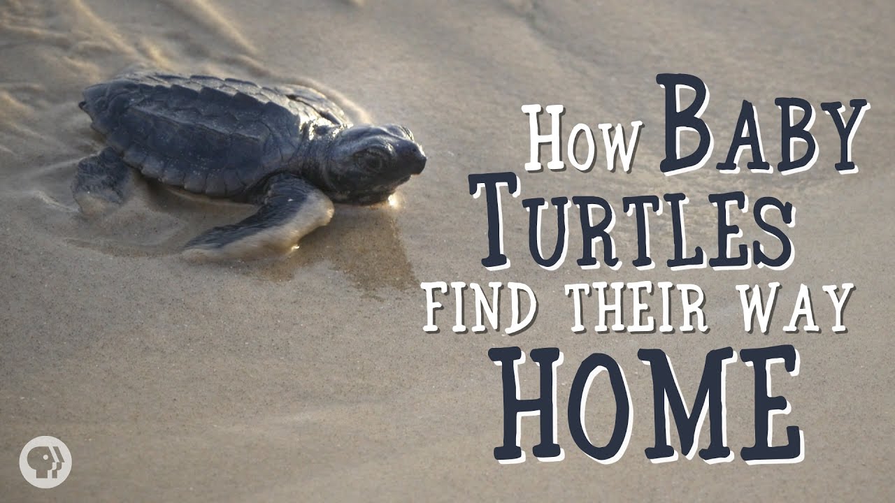 How Baby Sea Turtles Find Their Way Home | Kempton Express