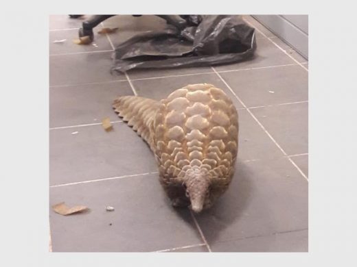 Pangolin rescued from poachers at Engen 1-Stop on R21 | Kempton Express