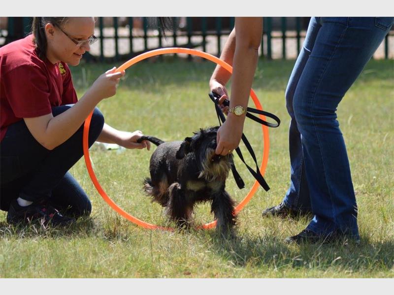 Get into the fun of training your dog | Kempton Express