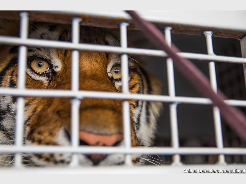 ADI animals arrive at OR Tambo: Tiger in crate | Kempton Express