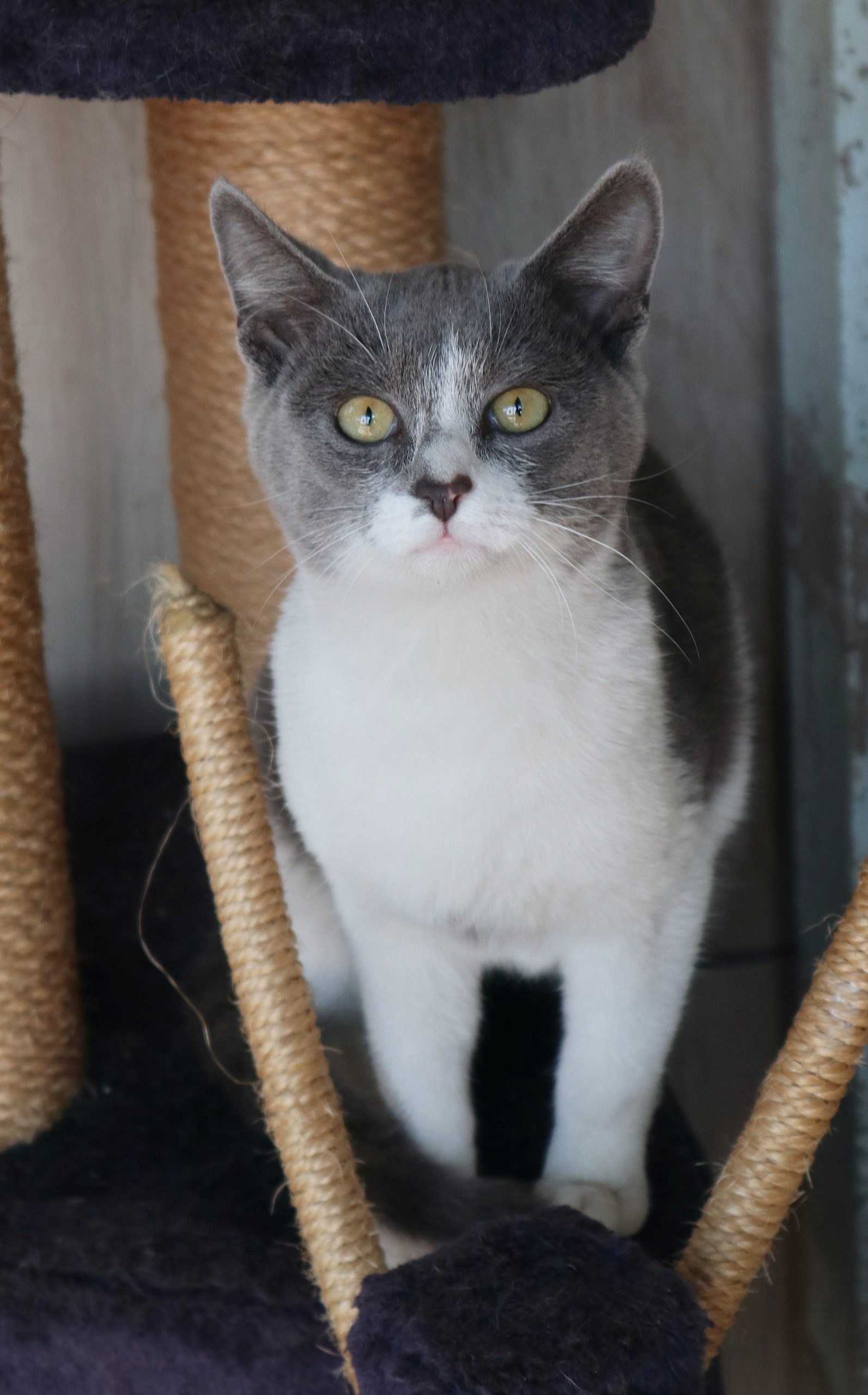 Adopt a pet at the SPCA | Kempton Express