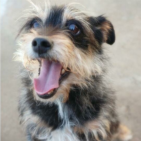 Pets for adoption at the SPCA | Kempton Express