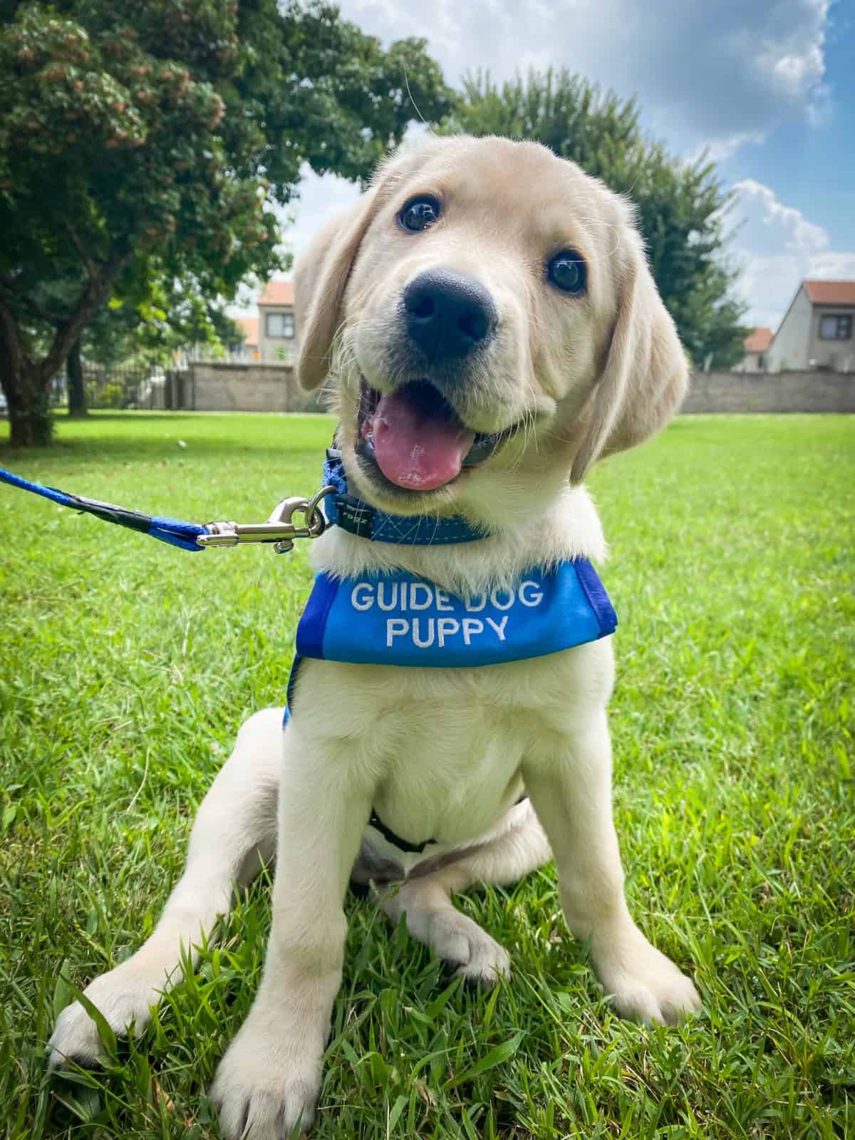 SA Guide-Dogs Association needs more puppy raisers | Kempton Express