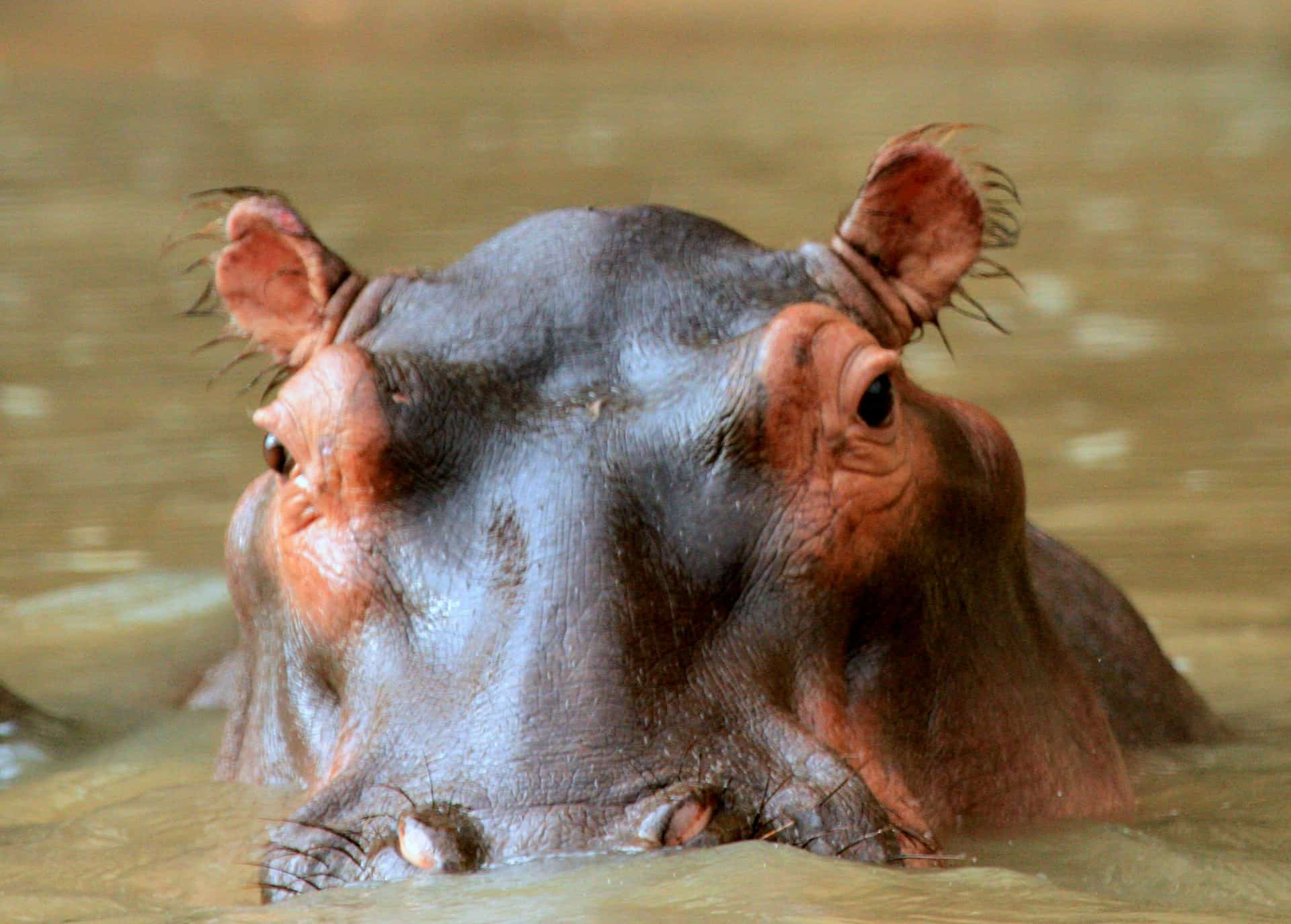 Hippo Alert: Mother and calf spotted near ERWAT plant | Kempton Express