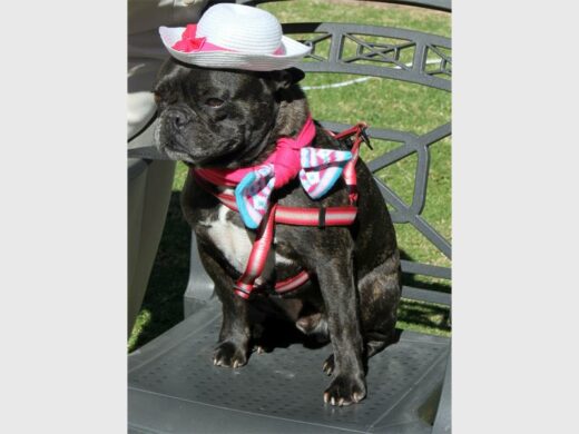 Kempton Park SPCA benefits from successful Blue Gill fun day fundraiser ...
