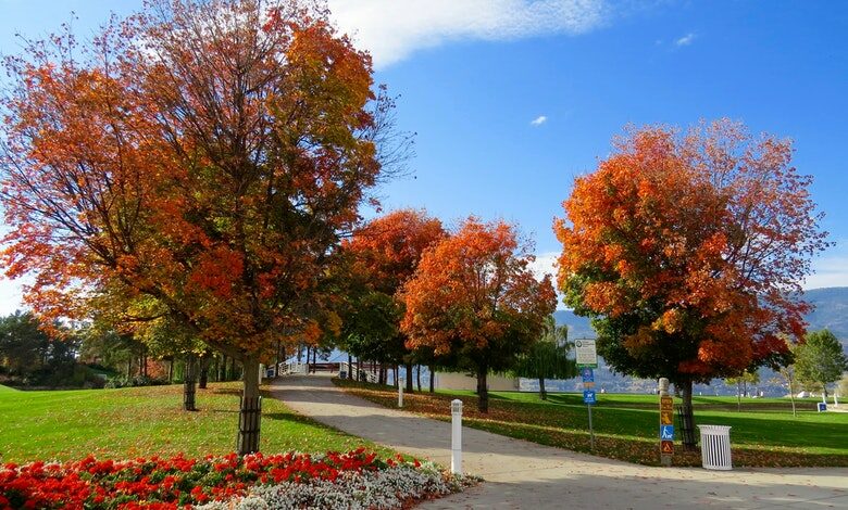 Create windbreaks in your garden | Germiston City News