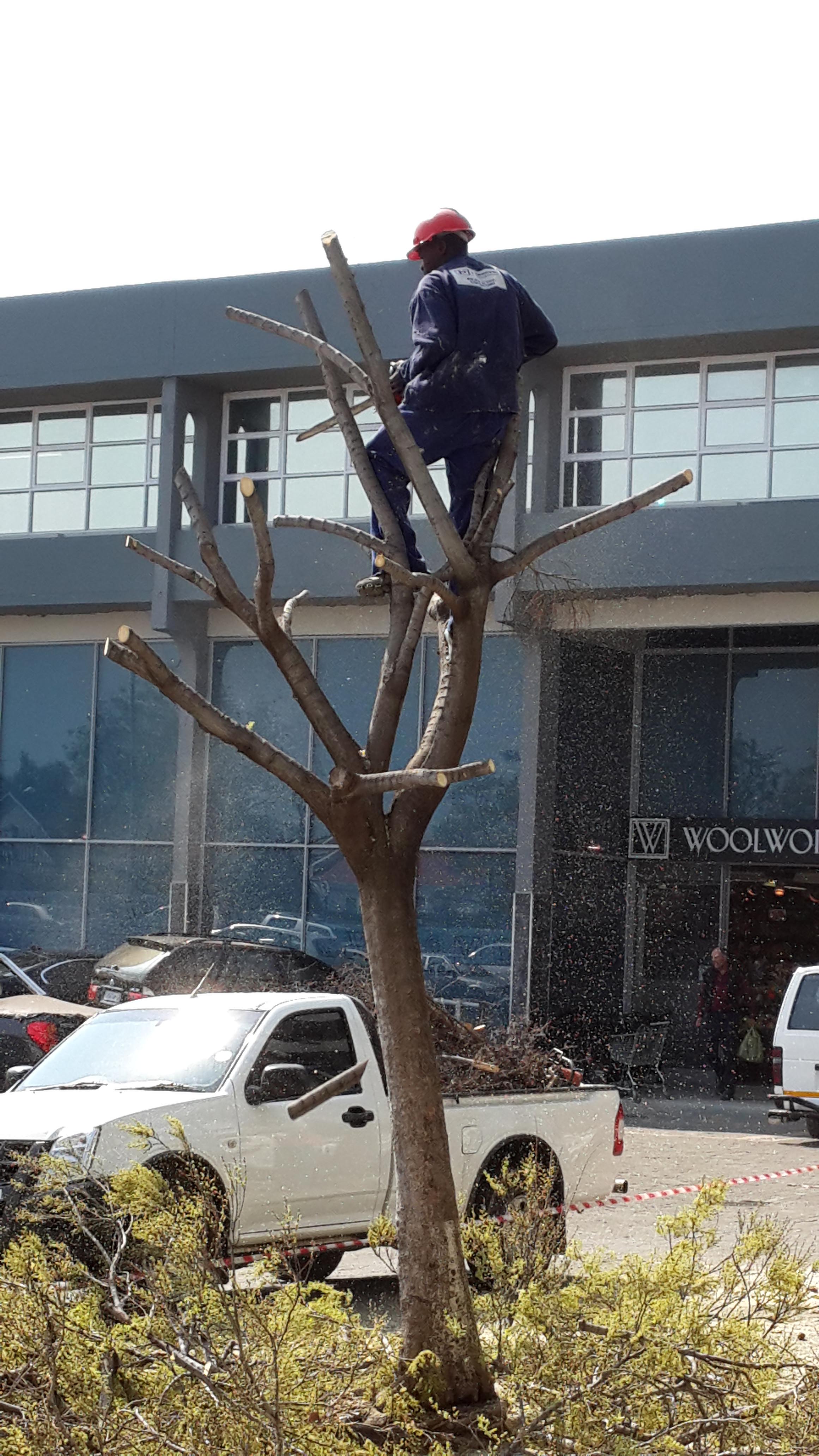 Tree lover mourns for hacked trees | Sandton Chronicle