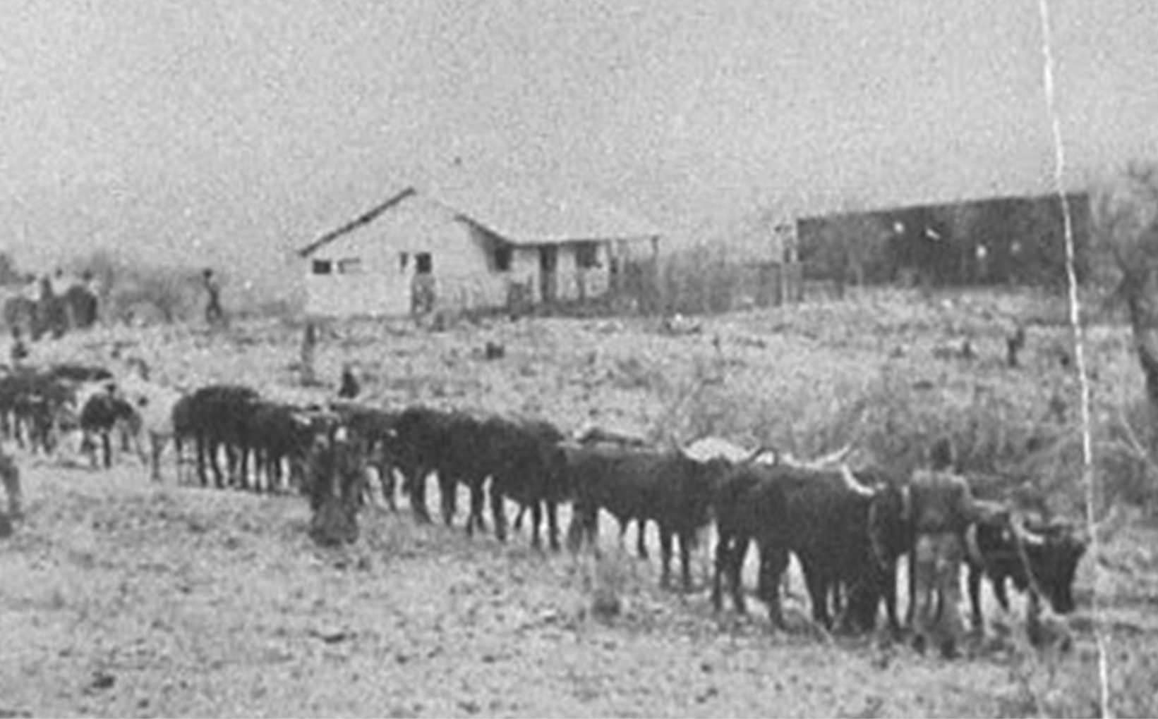 History of Sandton | Sandton Chronicle