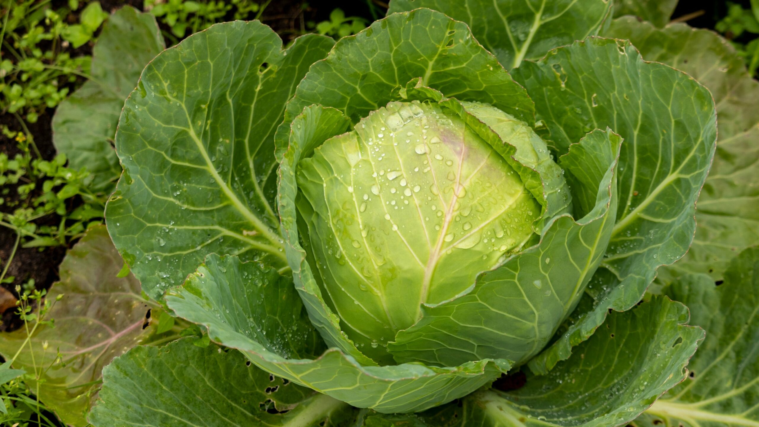 Five tips to planting your own vegetable garden this spring | Sandton ...