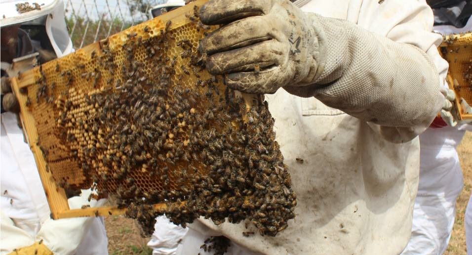 Sustainable bee removal company gets bigger and buzzier with first ...