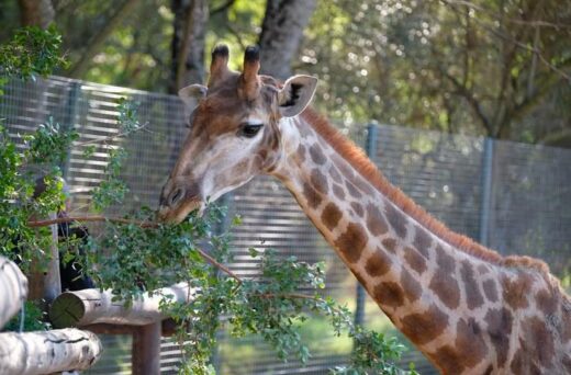 Johannesburg Zoo celebrates 121 years of wildlife conservation with ...