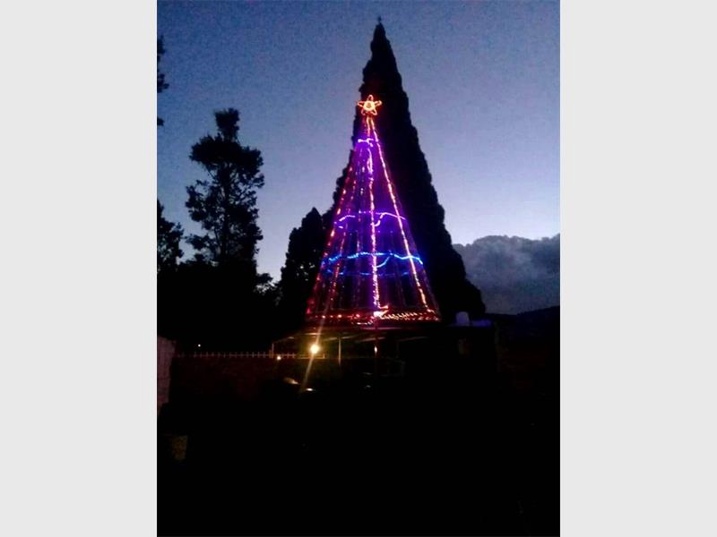 Ever wondered where Christmas trees originate from? | Alberton Record