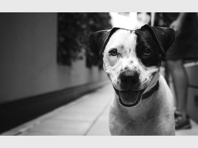 Another Alberton resident frustrated with neighbours' noisy dogs ...