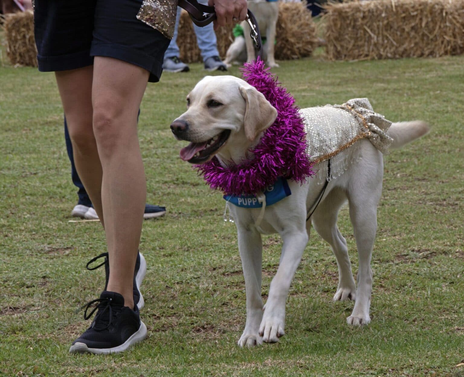 Exciting Family Fun Day at SA Guide Dogs | Alberton Record