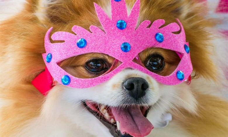 Community invited to support fundraising Family Fun Doggy event at ...