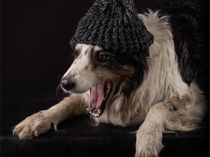 Community invited to support fundraising Family Fun Doggy event at ...