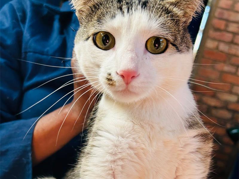 Cute pets up for adoption at JSPCA | Southern Courier