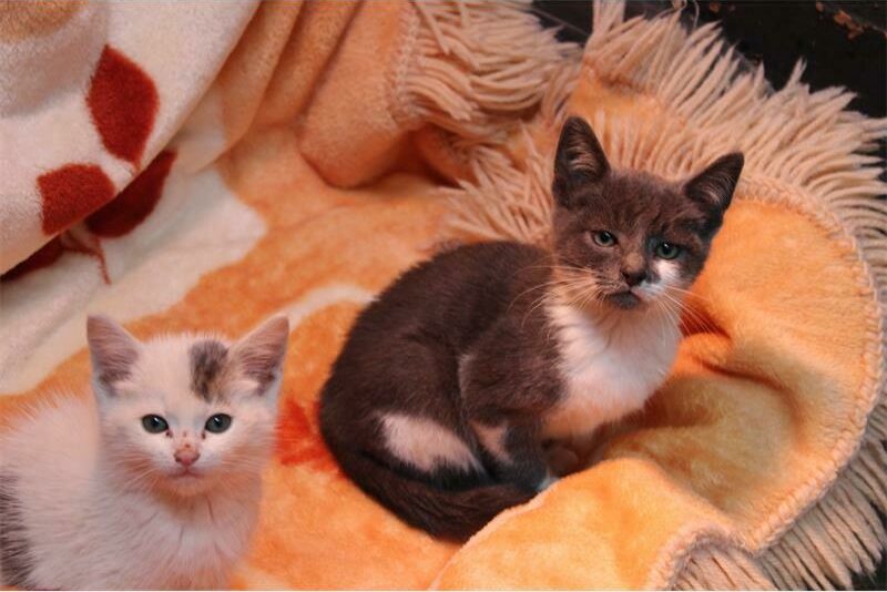 Adopt a pet from Johannesburg SPCA | Southern Courier