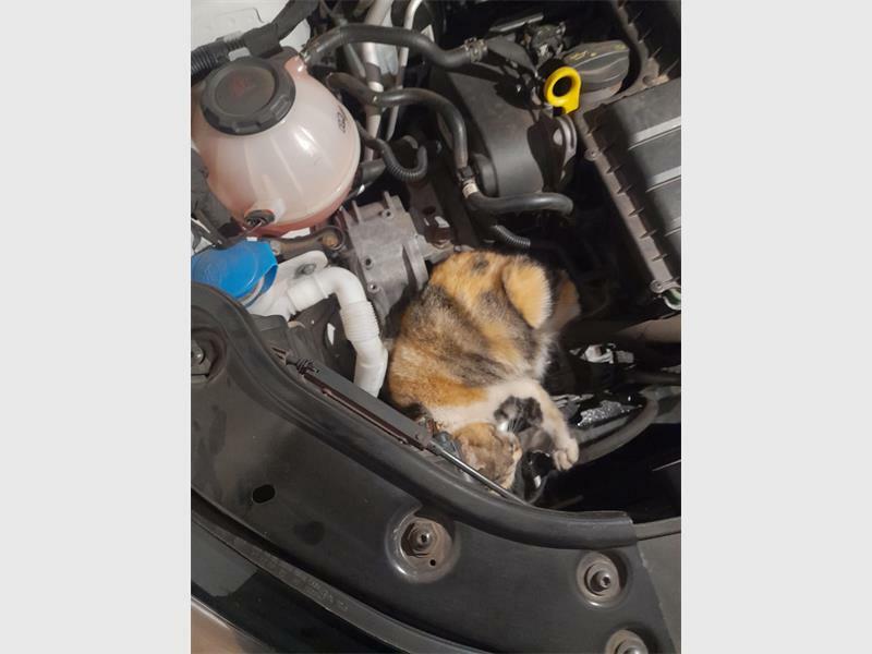 Prevent tragedy by always checking your engine compartment | Southern ...