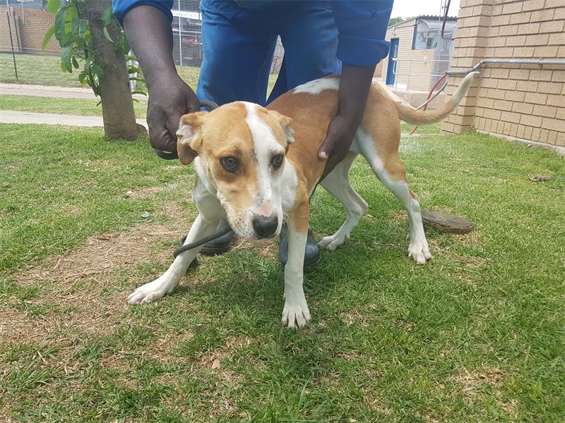 Find your new best friend at the Jhb SPCA | Comaro Chronicle