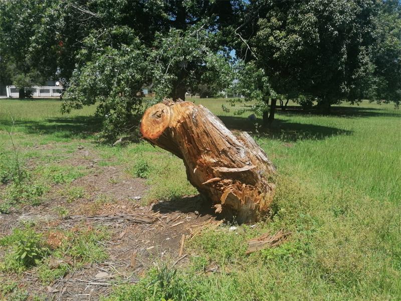 WATCH: Is there a syndicate cutting trees in Ridgeway? | Comaro Chronicle