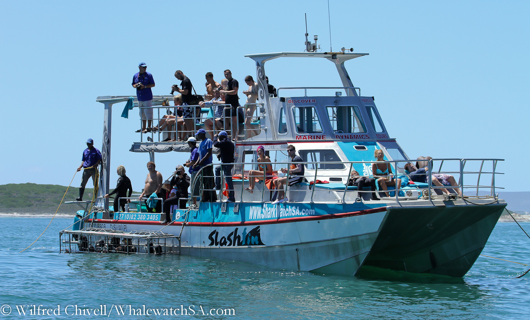 Western Cape holiday musts: The ultimate marine adventure awaits ...
