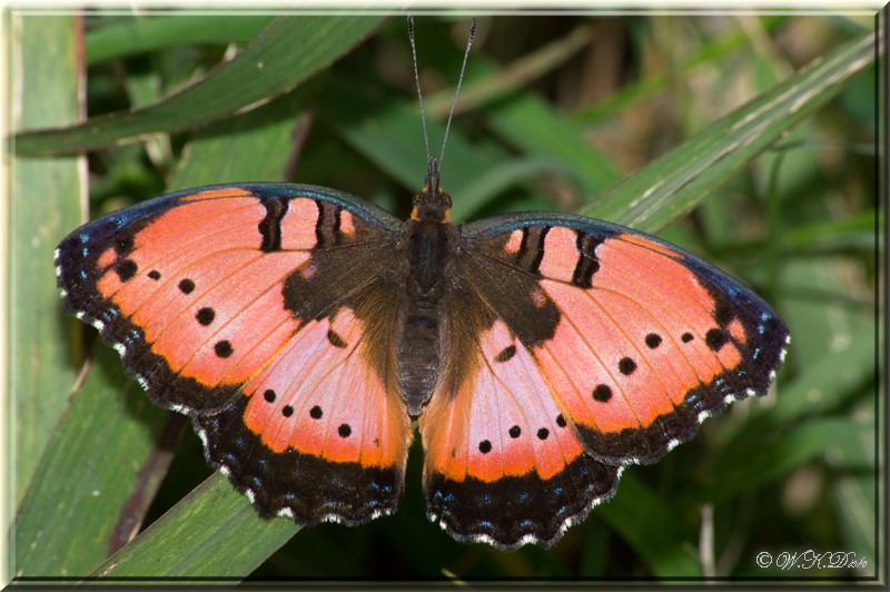 God’s ‘little’ creatures - Gaudy Commodore Butterfly | South Coast Sun