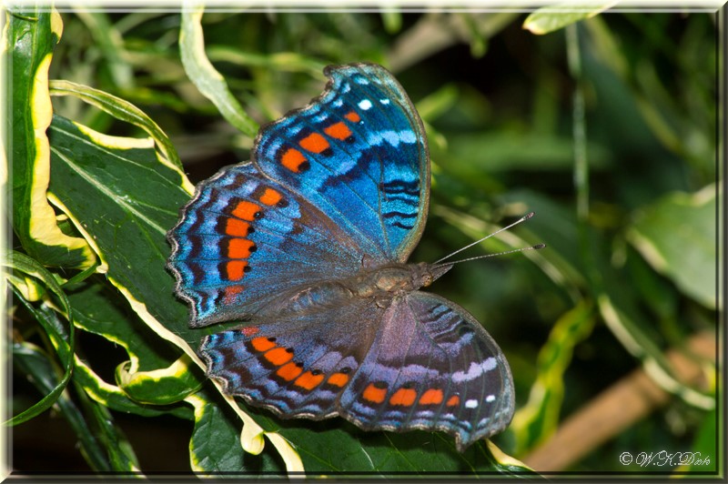 God’s ‘little’ creatures - Gaudy Commodore Butterfly | South Coast Sun
