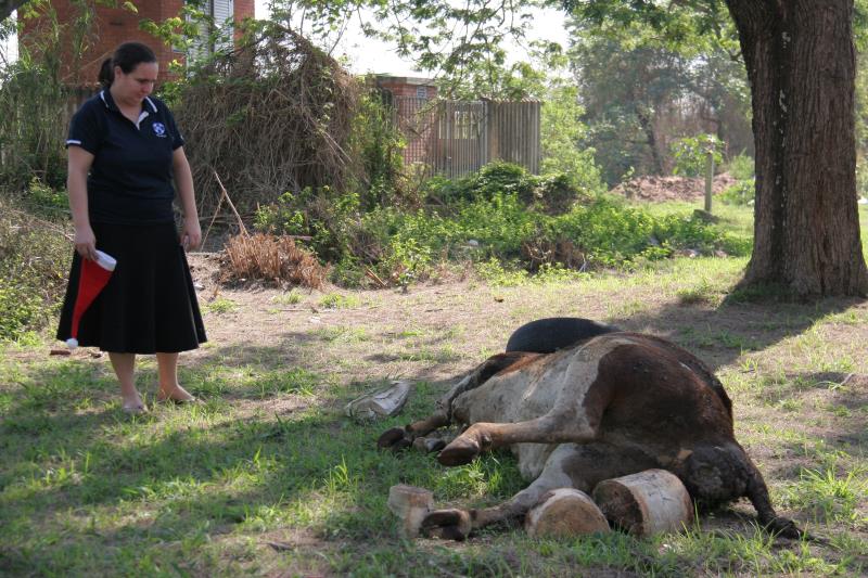 Cow carcass left to rot | South Coast Sun