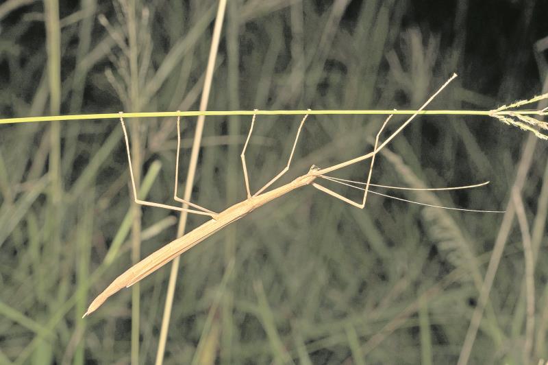 Stick insect | South Coast Sun