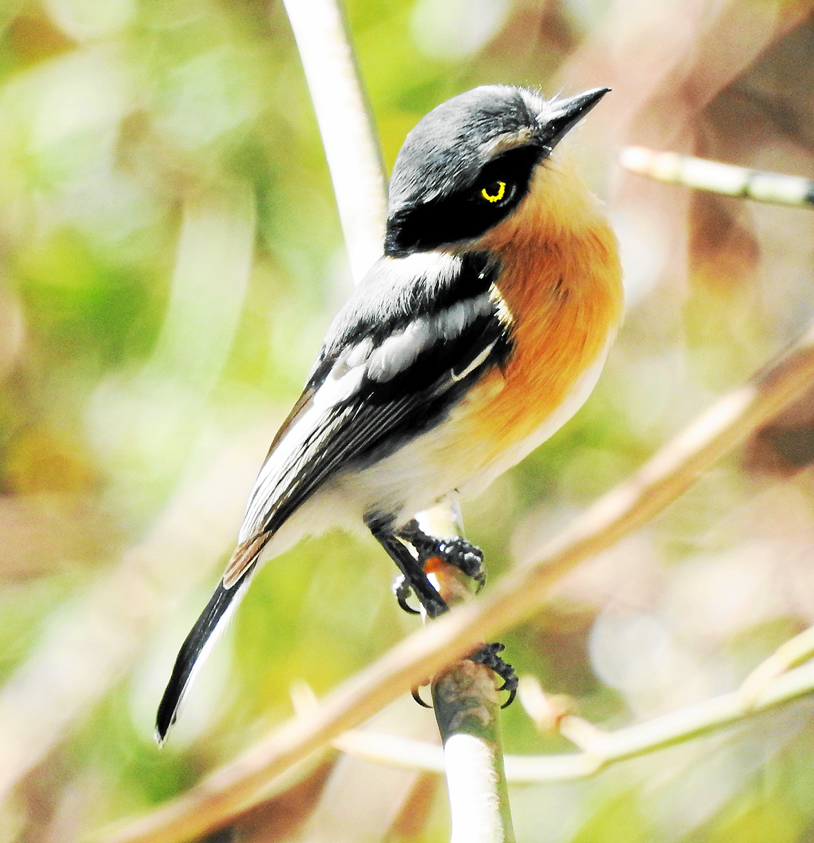 Bird of the week: Pririt batis | South Coast Sun