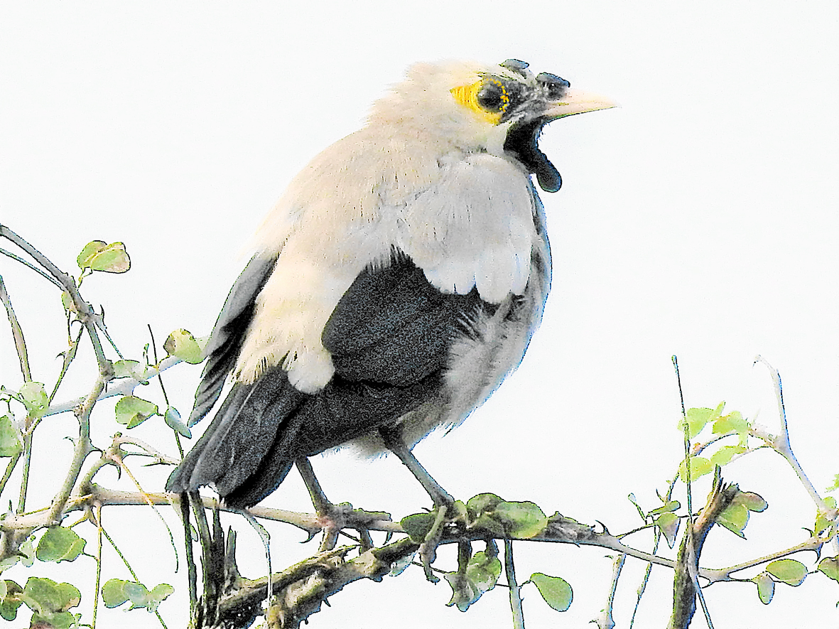 All you need to know about the wattled starling in this bird of the ...