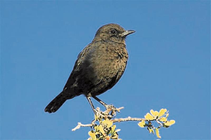 Bird of the week: sooty chat | South Coast Sun