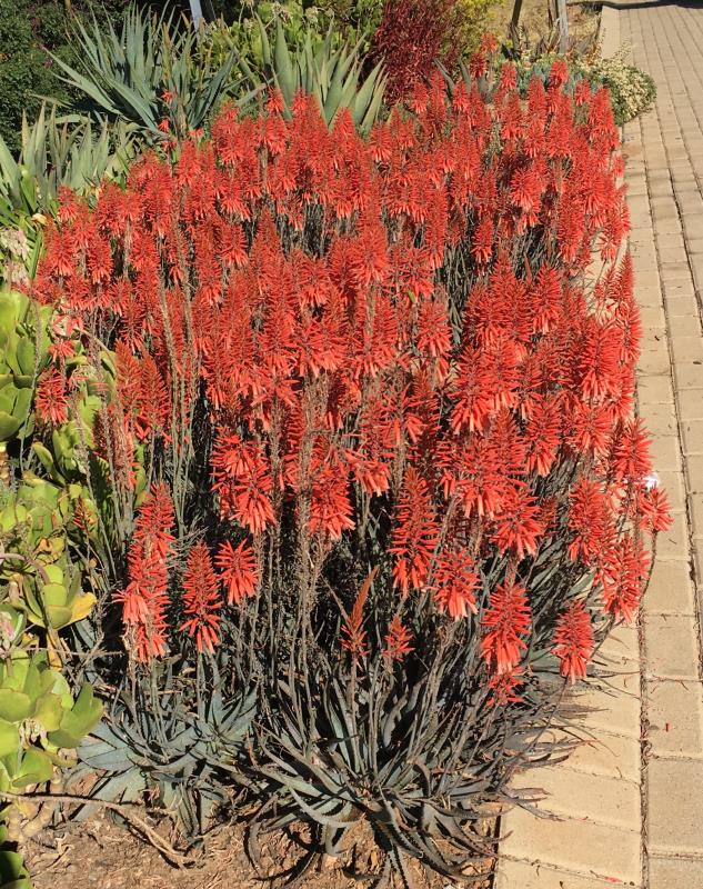 For the love of aloes in the garden | South Coast Sun