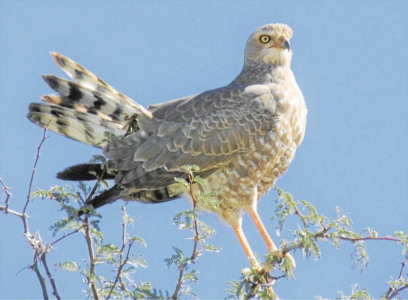 Get to know the gabar goshawk in this weeks bird of the week edition ...
