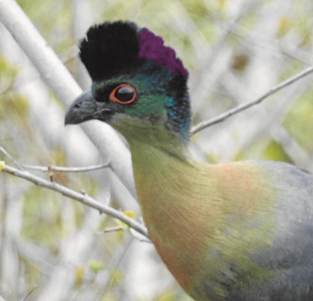 The purple crested turaco slides into this week's bird of the week ...