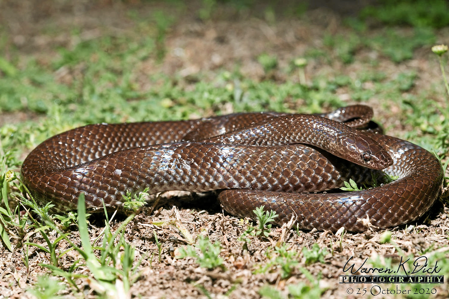 Get to know this slithering serpents traits | South Coast Sun