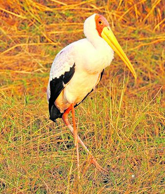 Yellow billed stork - bird of the week | South Coast Sun